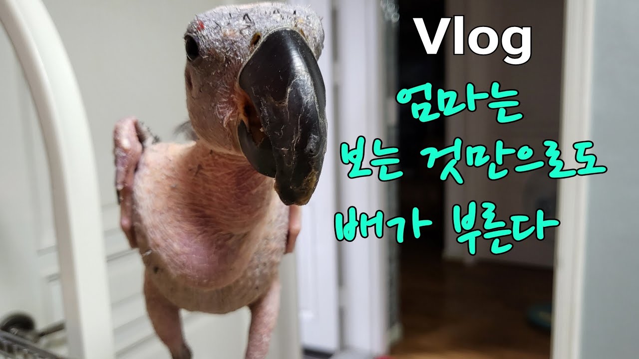 우리루비는PBFD[관심대상루비] African gray parrot Papagei Попугай (popugái)Papago ...
