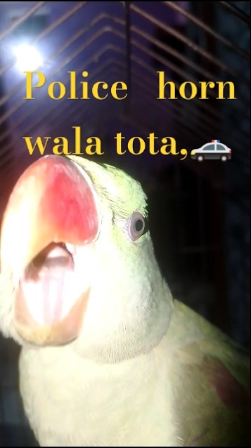 Police parrot #funny #birds #birdsounds #birdslover #animals #nature # ...