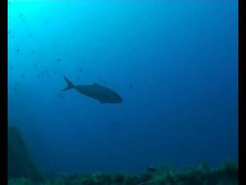 Lesser amberjack - YouTube