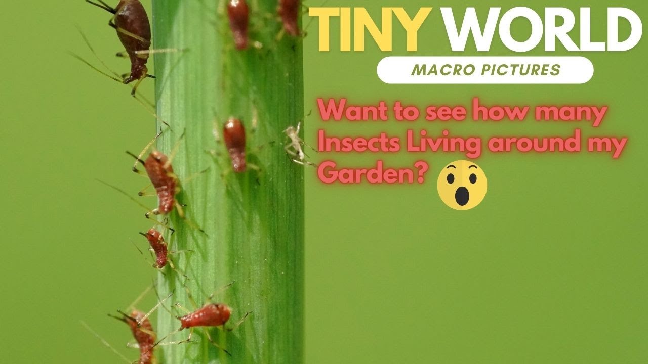 Tiny World | Small Insects | Macro Photography #worldweexplored - YouTube