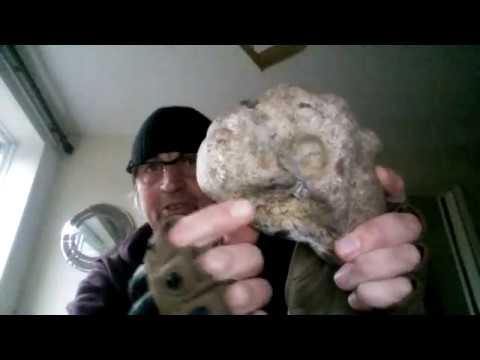 A Couple Of Mud Fossils Found In The Garden!!! - YouTube