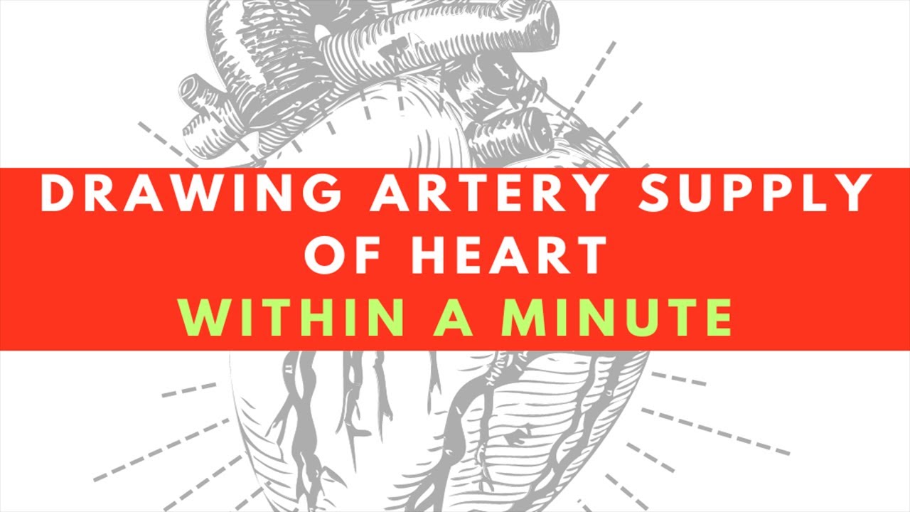 Drawing the artery supply of Heart- Very easy- Coronary arteries- How ...
