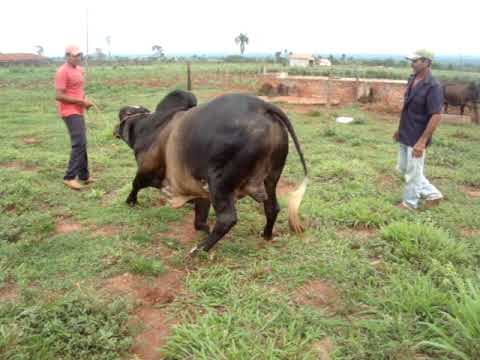 O boi manso - YouTube