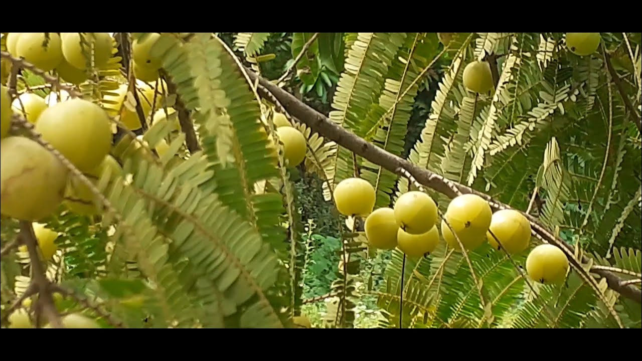amla tree vlog/நெல்லிக்காய்/nelli maram - YouTube