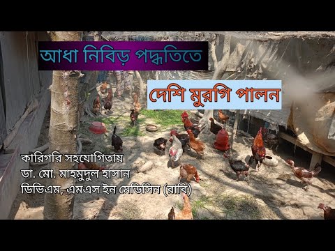 আধা নিবিড় পদ্ধতিতে দেশি মুরগি পালন- Rearing native chicken through ...