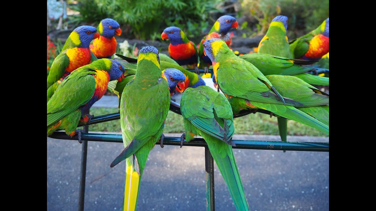 Dance of the Rainbow Lorikeets - YouTube