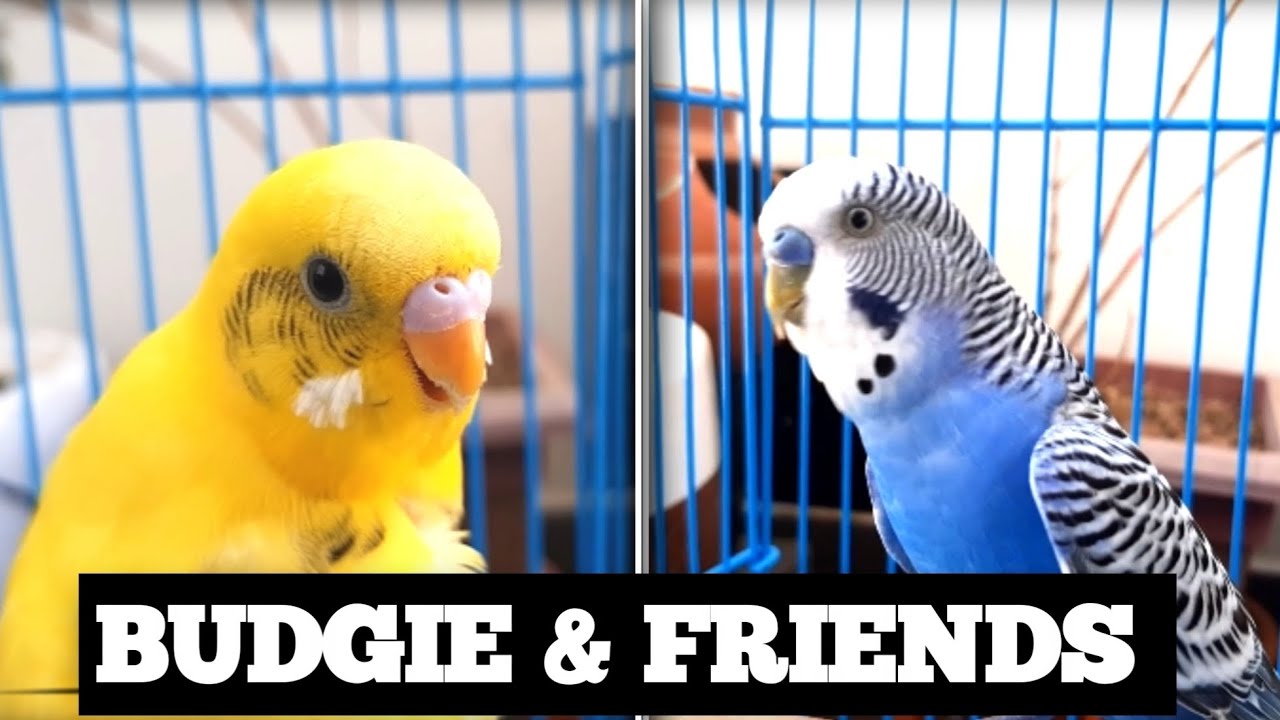 Some cute pictures of budgie | @Budgie_friends - YouTube