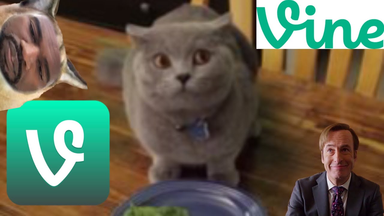 Aarons Animals Funniest 2016 Vine Compilation - YouTube