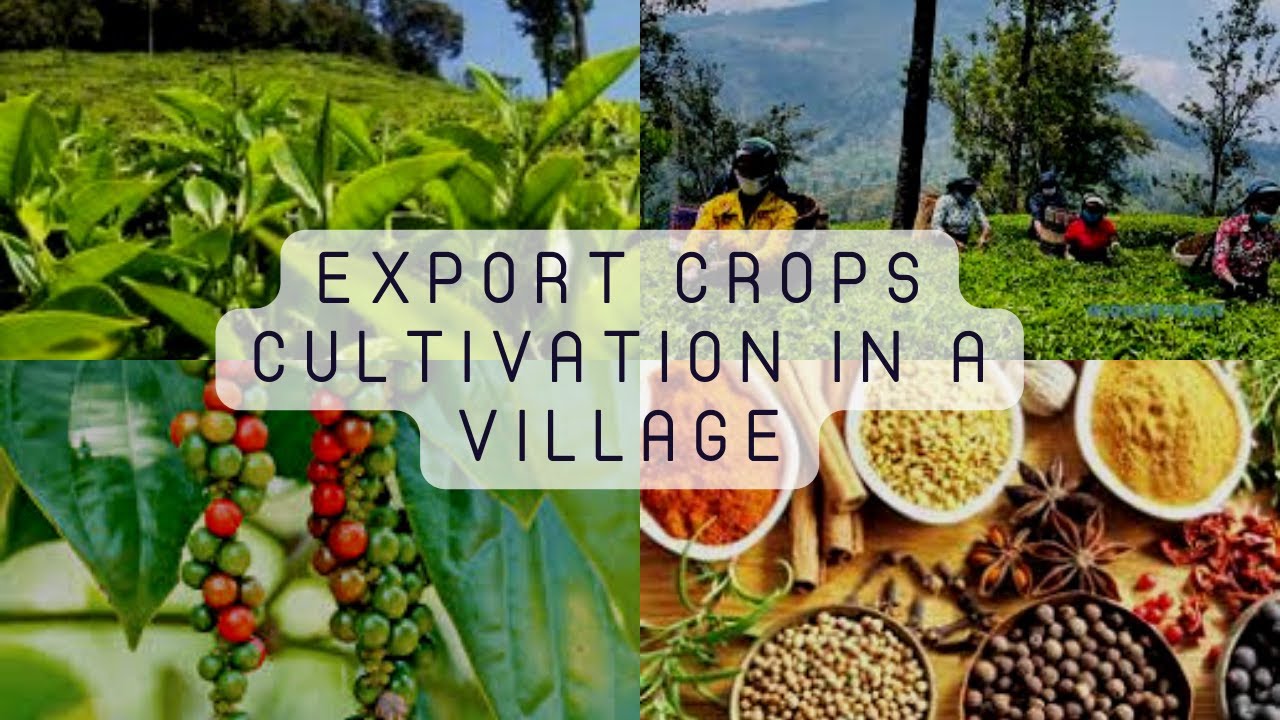 Garden of Export Crops cultivation in a village in Sri Lanka - YouTube