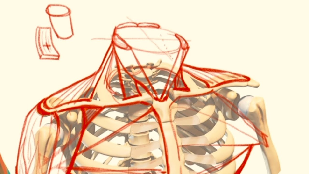 human art drawing｜The relationship between the pectoralis major and the ...