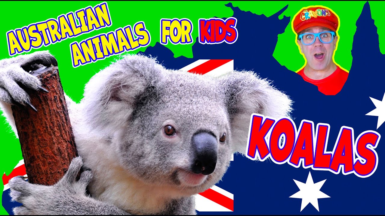 Learning about Koalas with Matty Crayon | Australian Animals for kids ...