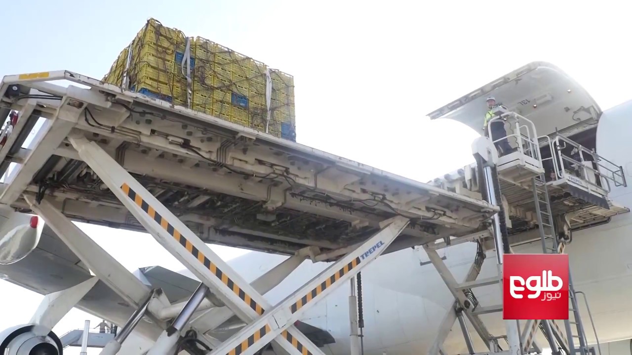 900 Tons Of Fresh Fruit Air Freighted To India: ACCI - YouTube