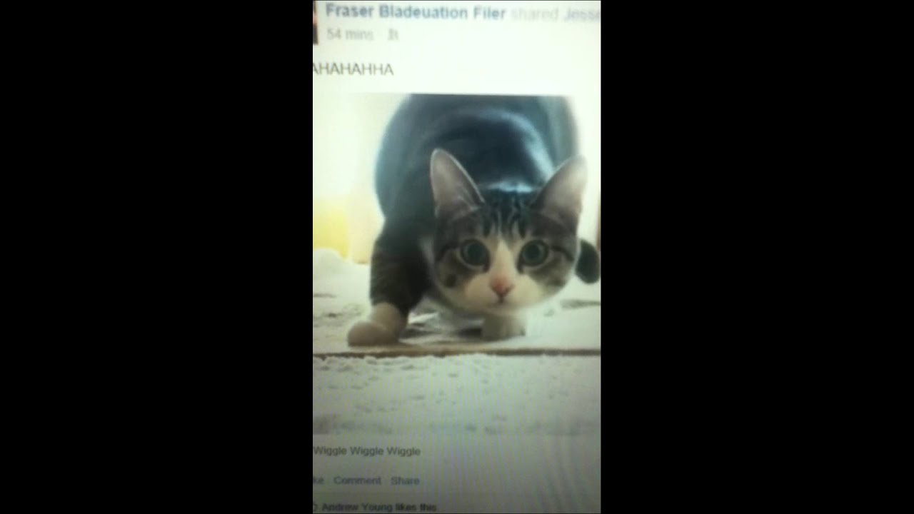 wiggle wiggle wiggle cat - YouTube