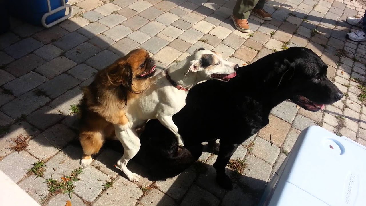 Three way doggie style - YouTube