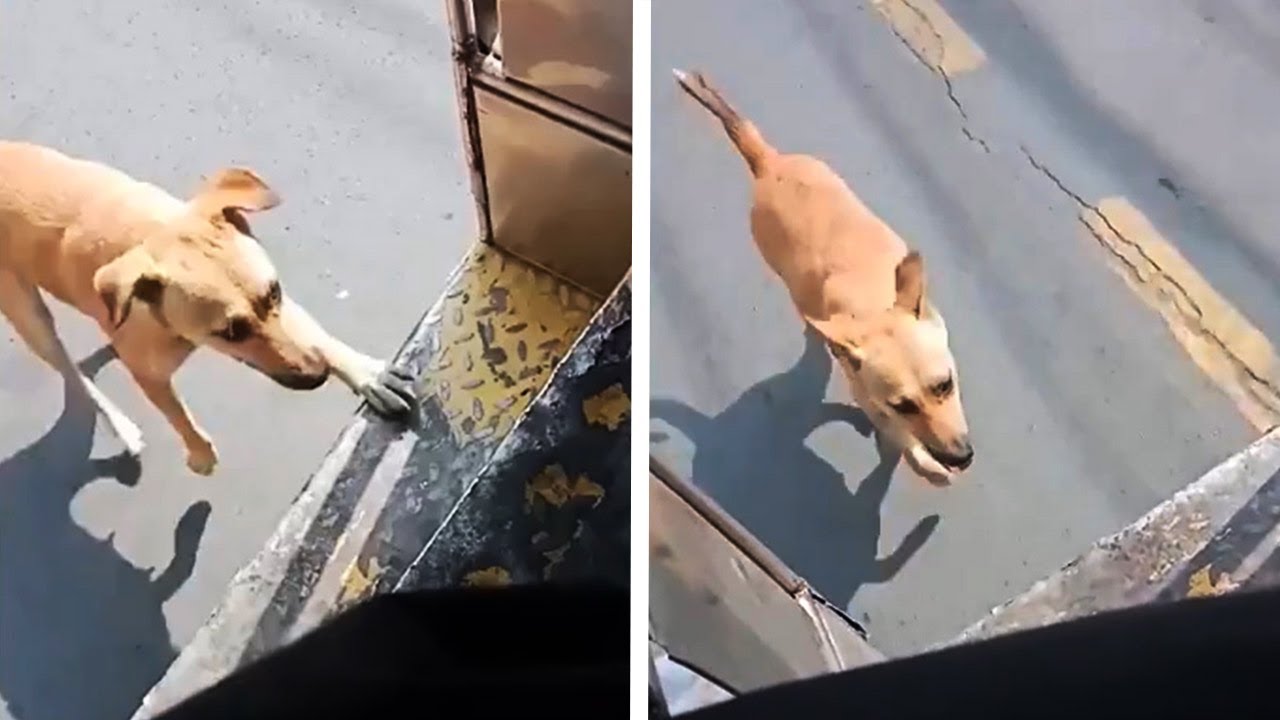 Dog Chasing Jeepney - YouTube