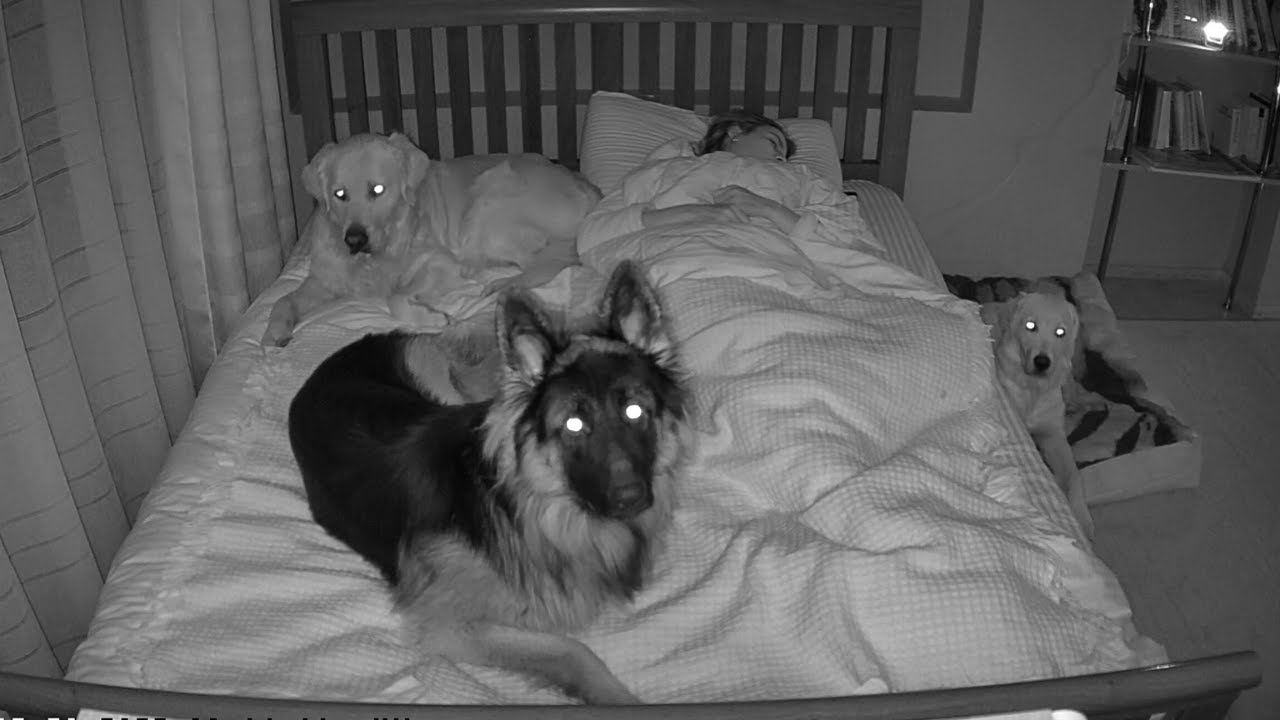 What Sleeping With My 3 Dogs Is Like - YouTube