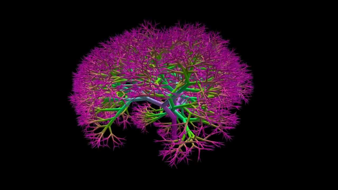 Probabilistic Random Fractal Tree 5 - YouTube