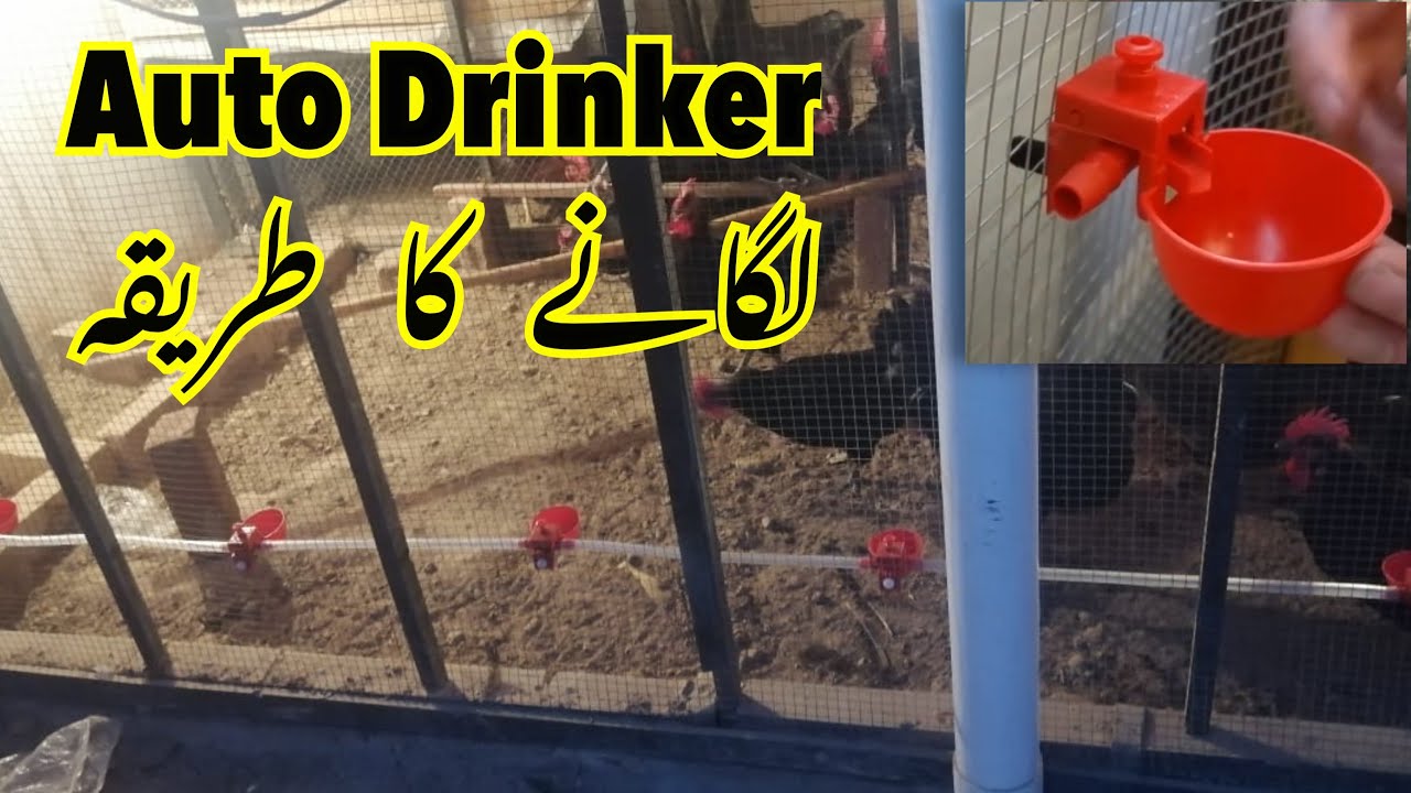 Poultry Auto Drinker system | Poultry Ideas | - YouTube