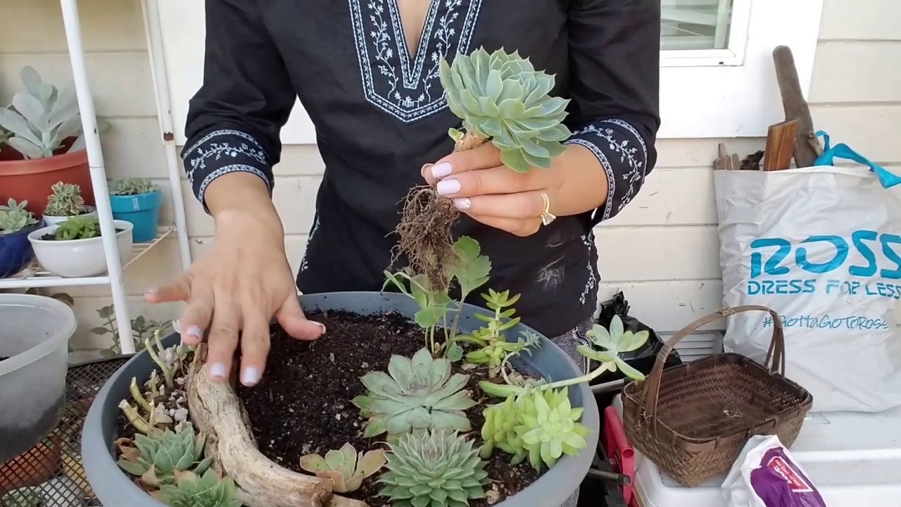 Plantando conmigo suculentas| nuevas macetas. - YouTube