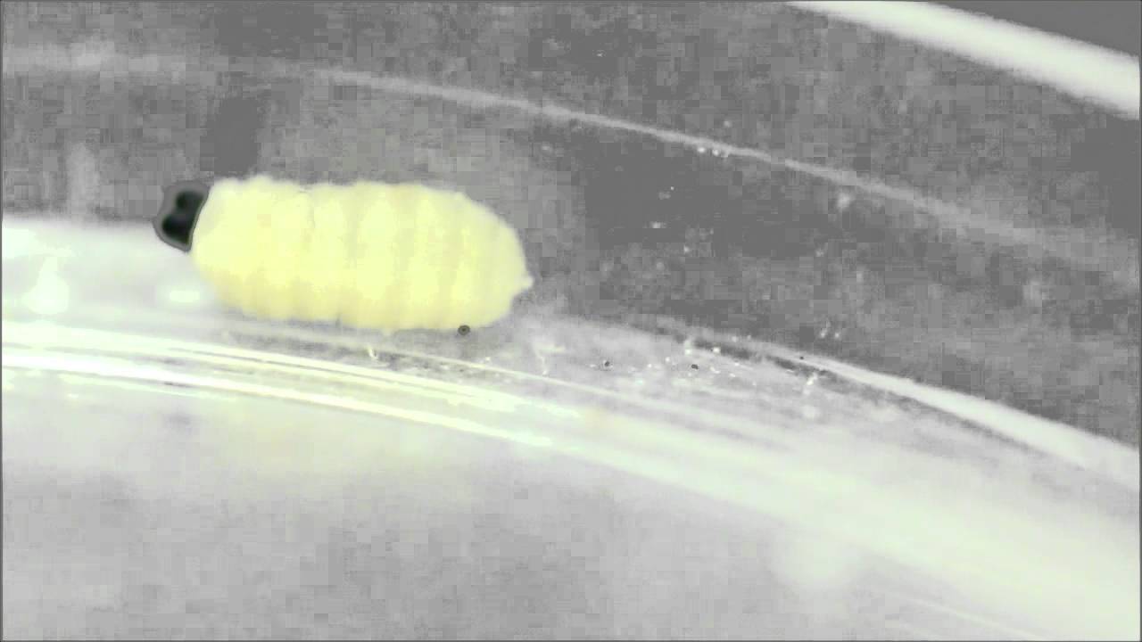 Wandering tsetse fly larva - YouTube