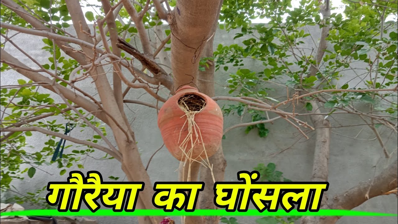 gauraiya ka ghosla / गौरैया का घोंसला - YouTube