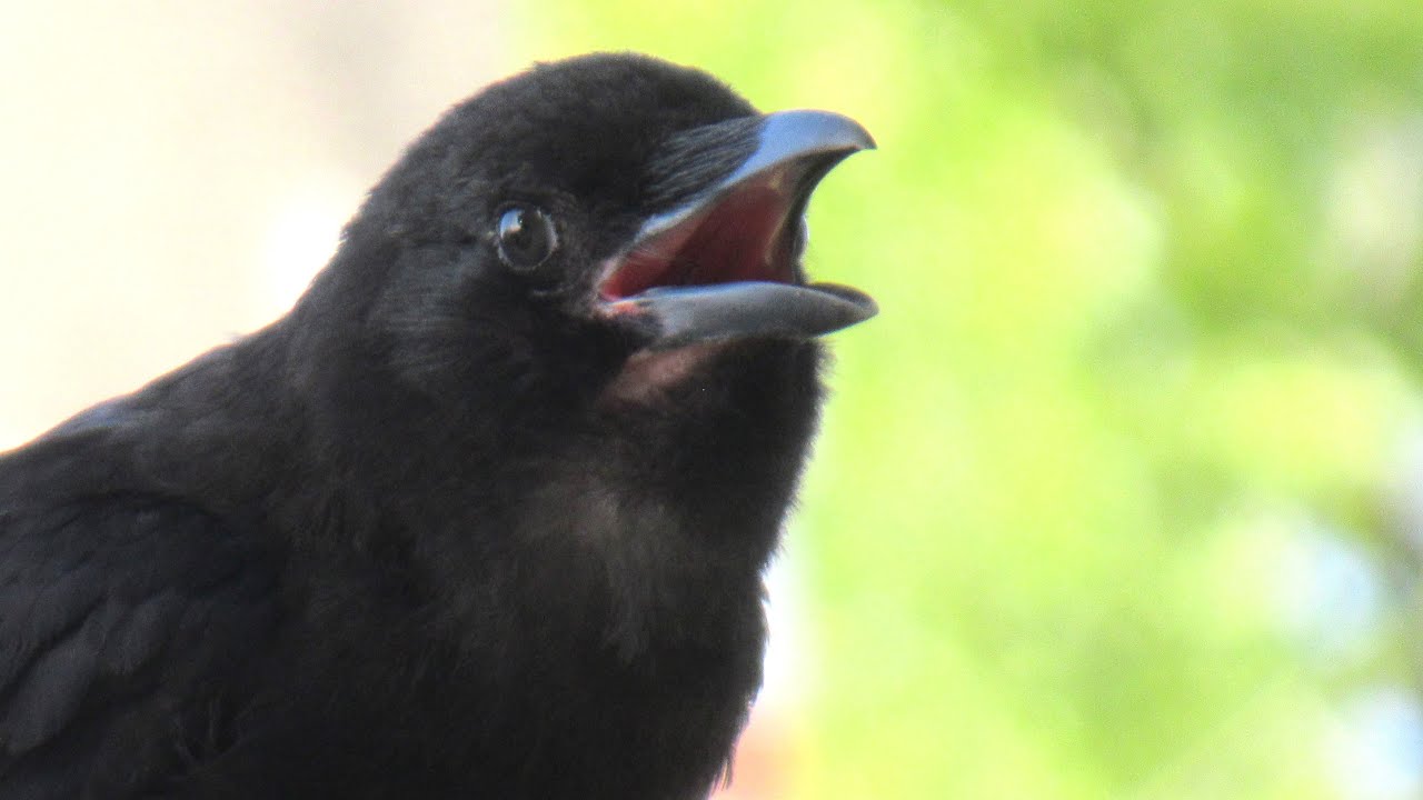 Baby Crow SOUNDS CRYING to Mother - YouTube