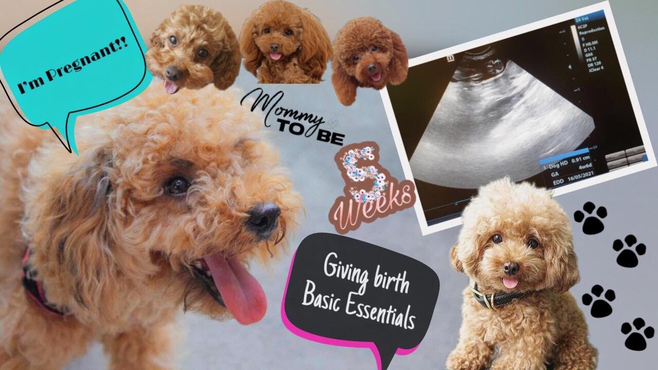 Vlog | Pregnant Poodle: Giving birth basic essentials PH - YouTube