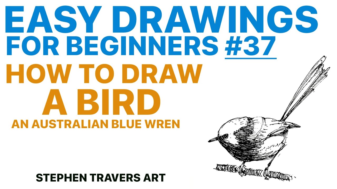 Watch How to Draw a Bird in Real Time Drawing - An Australian Blue Wren ...