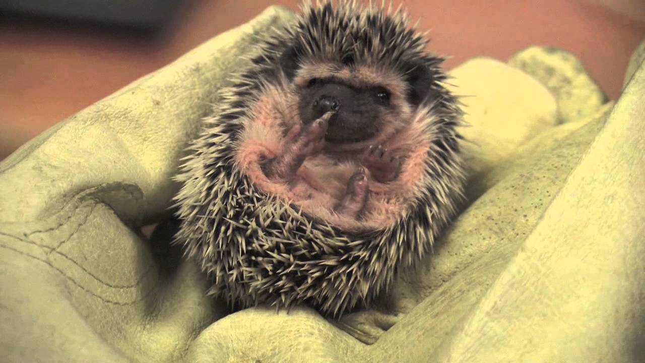 Denver Zoo hedgehogs growing fast - YouTube