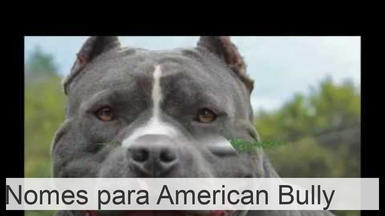 Nomes para cães da raça american bully - YouTube