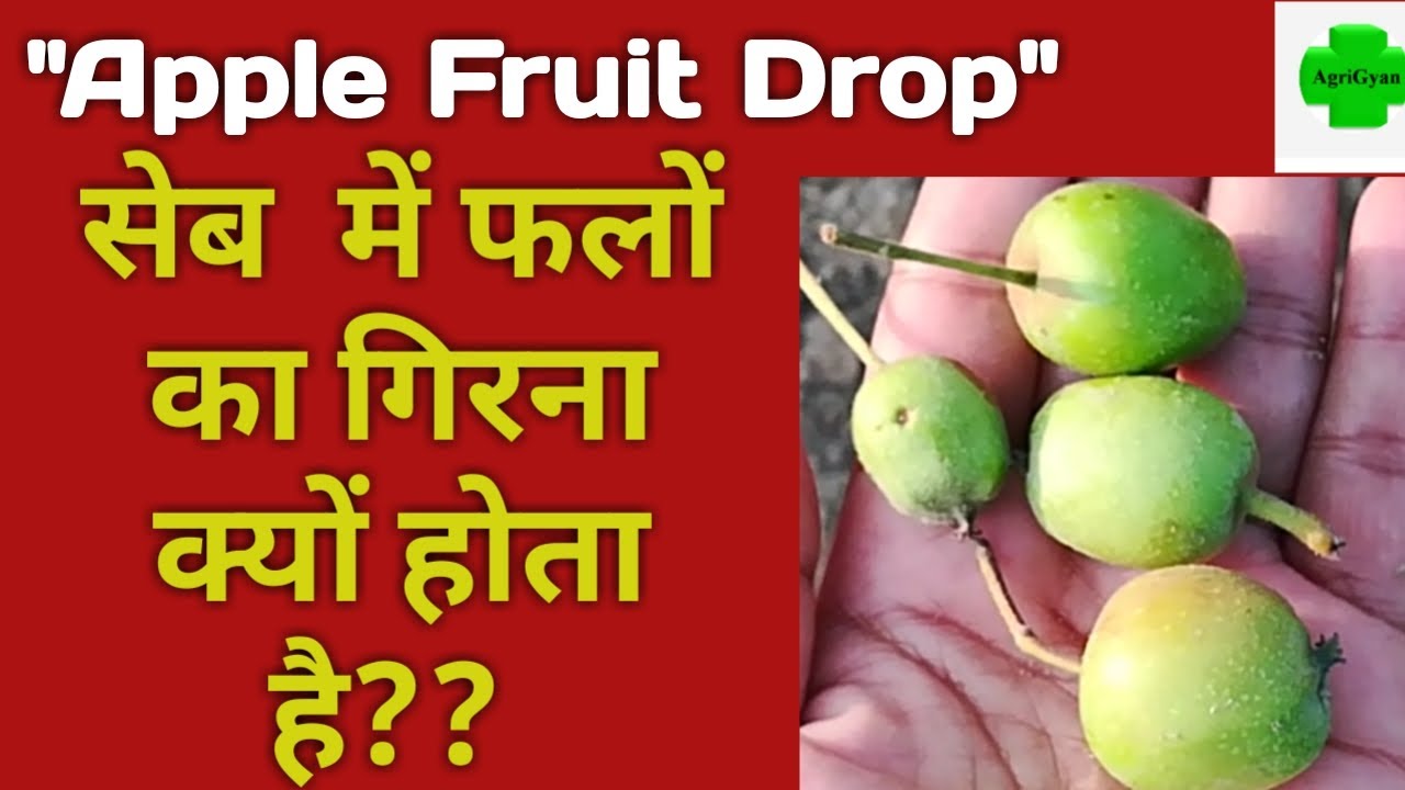 Fruit Drop in Apple/ Poor fruit setting in apple/सेब में फल का गिरना ...
