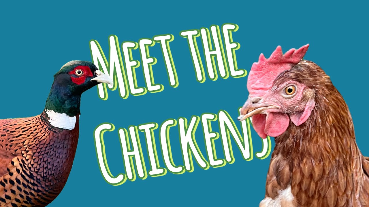 MY FIRST VIDEO - An introduction to my chickens - YouTube