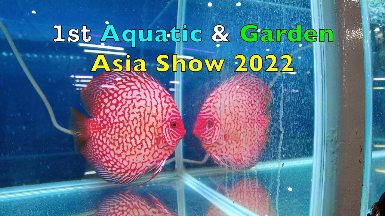 1st Aquatic & Garden Asia Show 2022 4K UHD #koi #arowana - YouTube