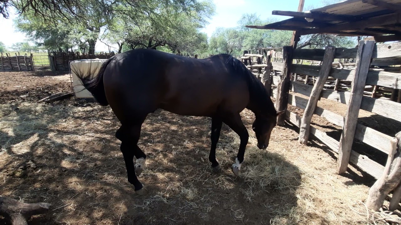 potrillo video 5 (Papa del potrillo) - YouTube