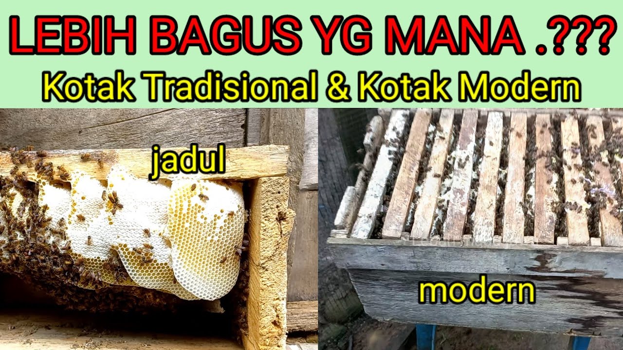 PERBANDINGAN ‼️ kotak lebah tradisional dan kotak lebah modern.#lebah # ...