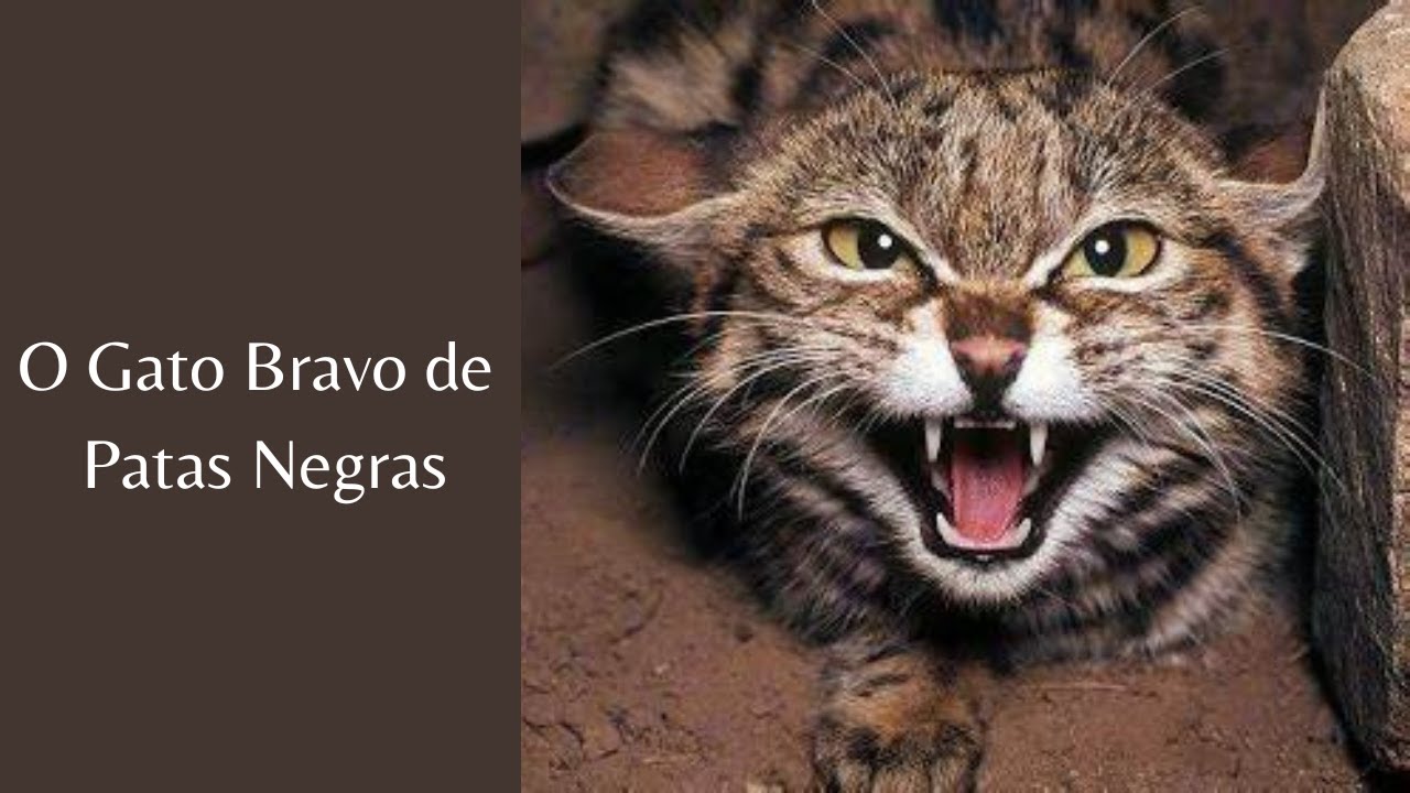 O Gato Bravo de patas Negras. 🐈‍⬛ - YouTube