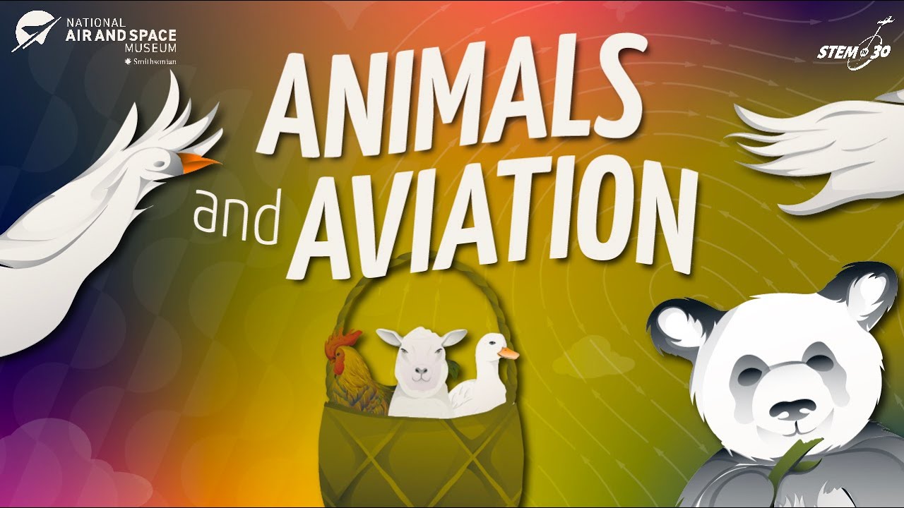 Animals and Aviation - YouTube