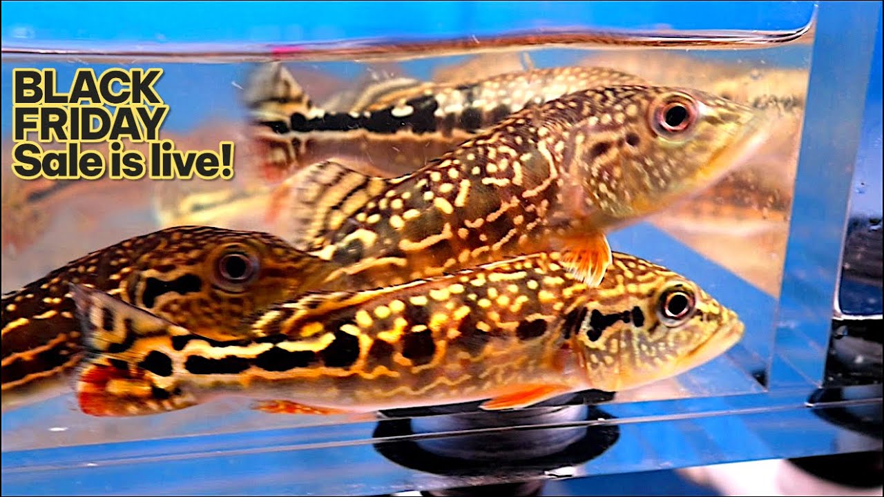 These RARE Asian Fish Just Arrived… You Won’t Believe What’s Inside ...