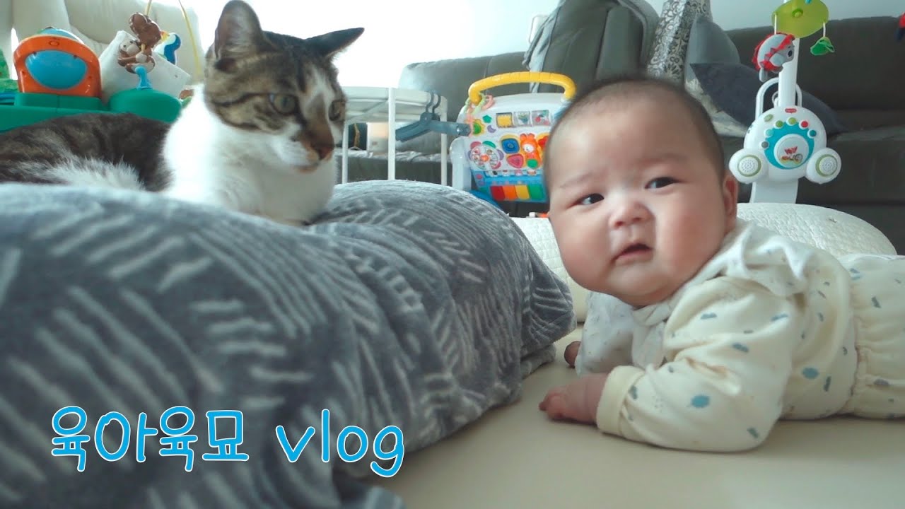 육아육묘 Vlog 4개월 아기 3살 남매묘 4개월 원더윅스와 잠퇴행 엄마 체력 한계치 쏘서 데뷔 조금씩 친해지는 아기와 고양이 공동육아는 언제쯤 Youtube