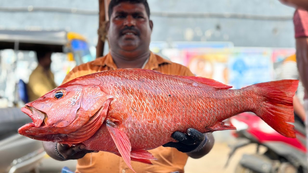 RedSnapper Fish Beast Size Knockout Speed🔥🔪Minnal Raja Fish Cutting🔥KF ...