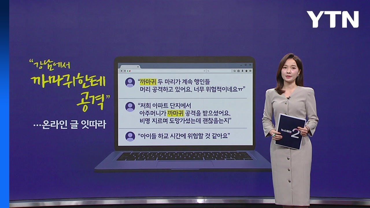 '까마귀 습격' 잇단 제보...서울 한복판서 공격당해 [앵커리포트] / YTN - YouTube