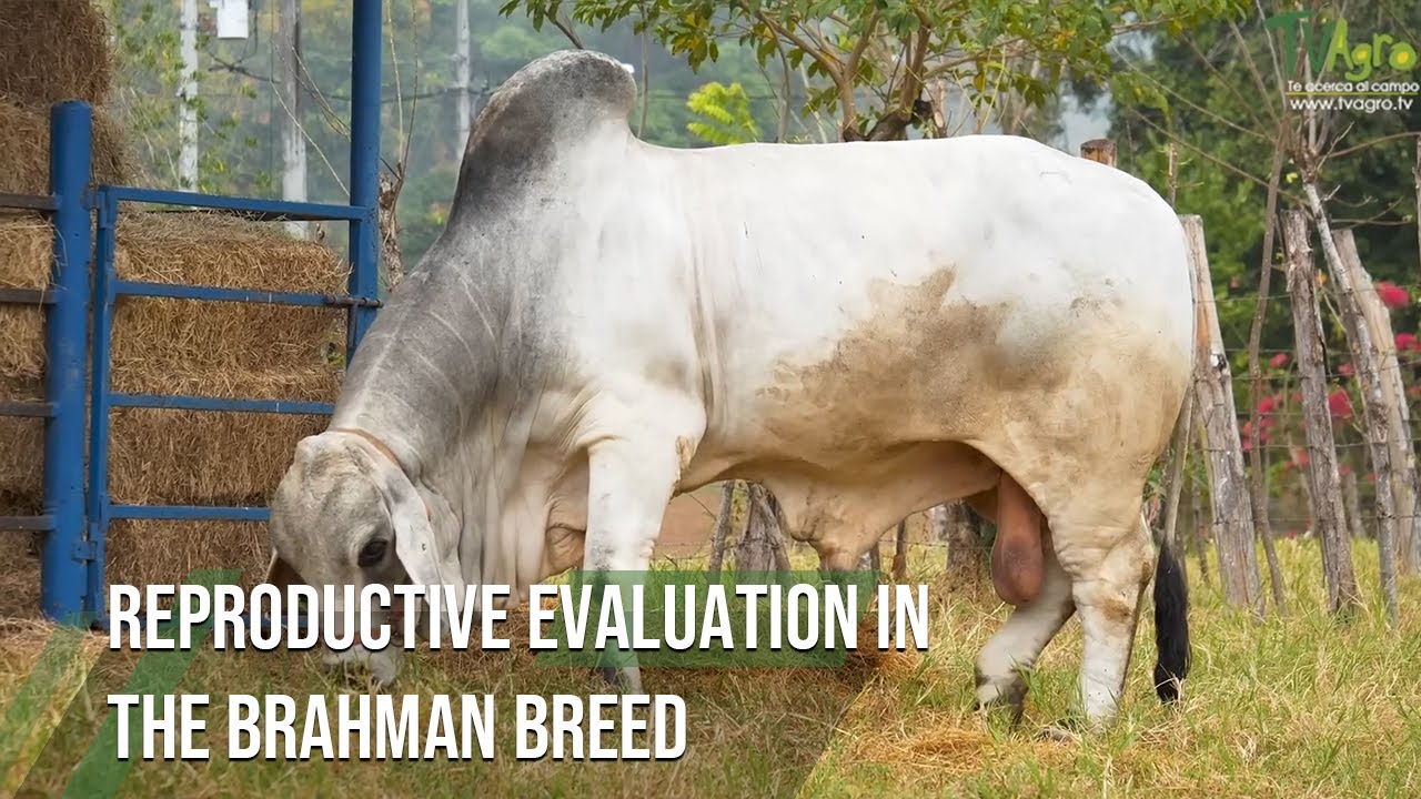 Reproductive evaluation in the Brahman breed - YouTube