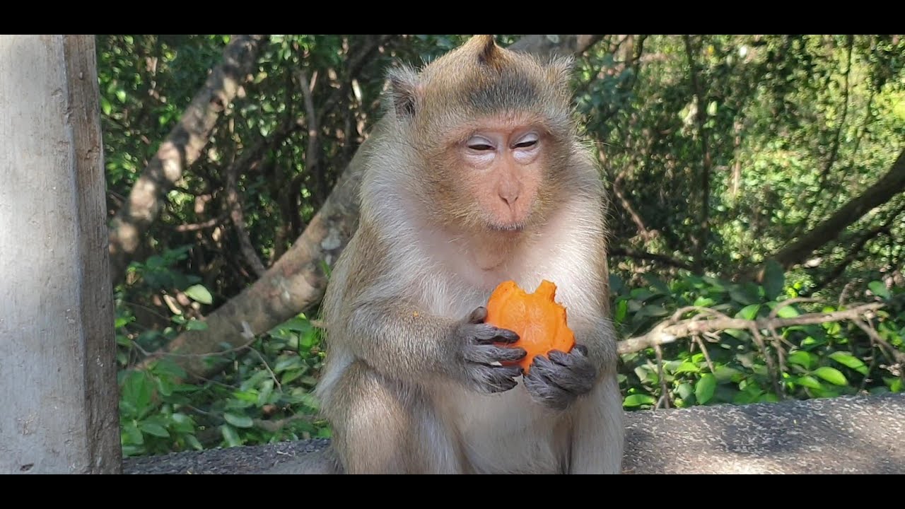 P-O-O-R Active Monkey eating food look to hungry face eating - YouTube