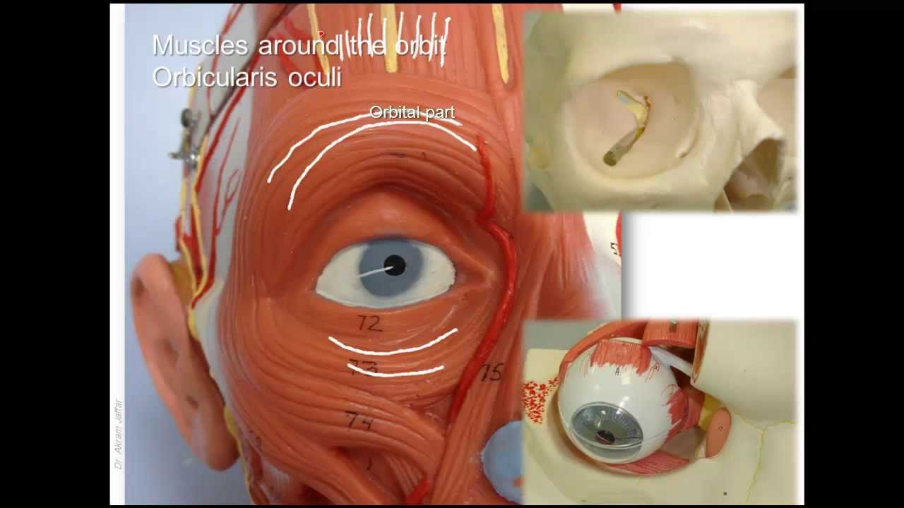 Anatomy of upper facial muscles - YouTube