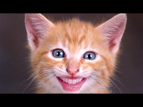 Heyvanlar😂😂😂#gulmeli #shortvideo #subscribe #приколы #prikol #videolar #shorts @Baby_from_Baku