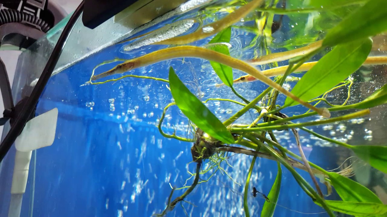 Freshwater Pipefish - YouTube