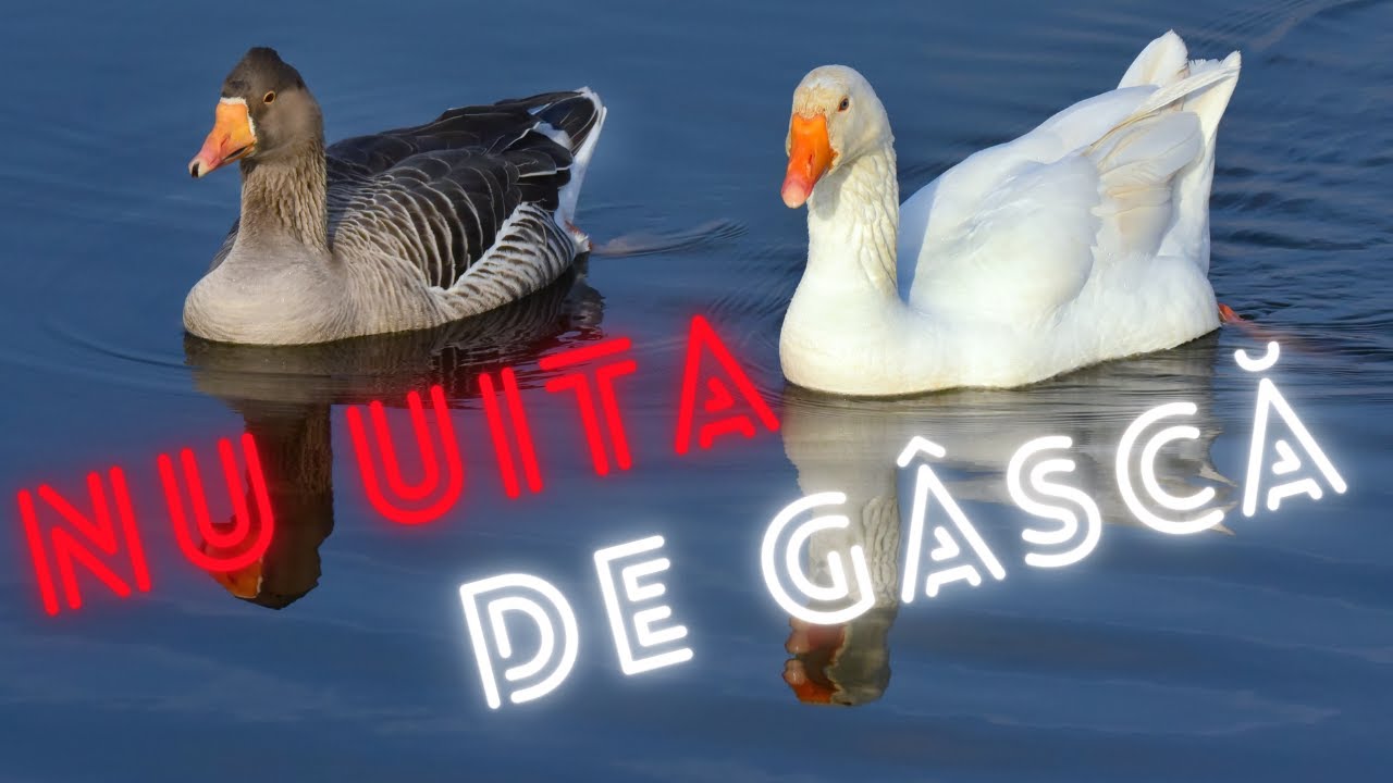 Nu uita de gasca - Poveste cu talc - YouTube