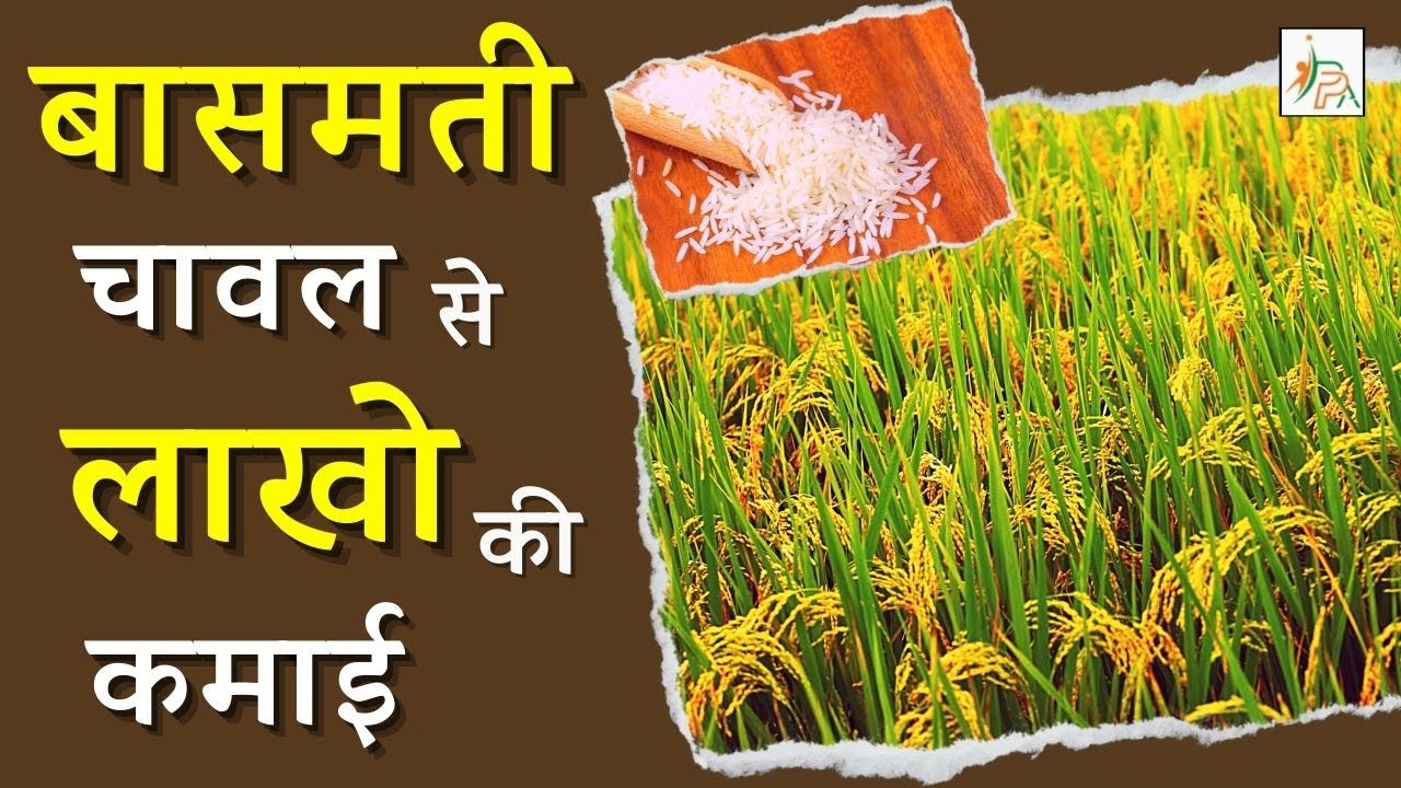 बासमती धान की खेती कैसे करें | Dhan ki kheti | Basmati Rice Cultivation ...