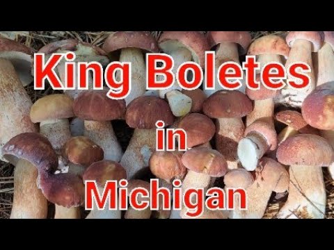 King Boletes Mushrooms (Porcini) In Michigan