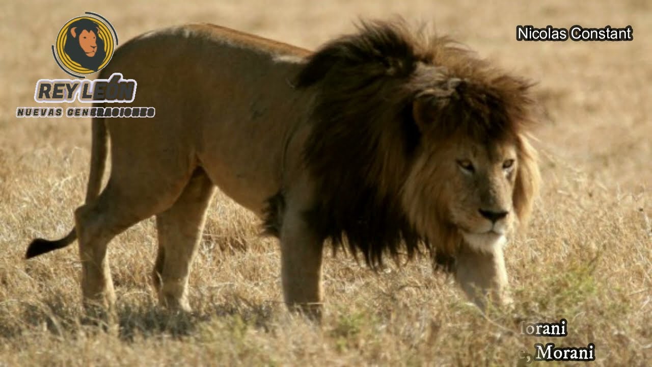 La Coalición LAKE QUINTET, The Lake Quintet Coalition - Ngorongoro ...